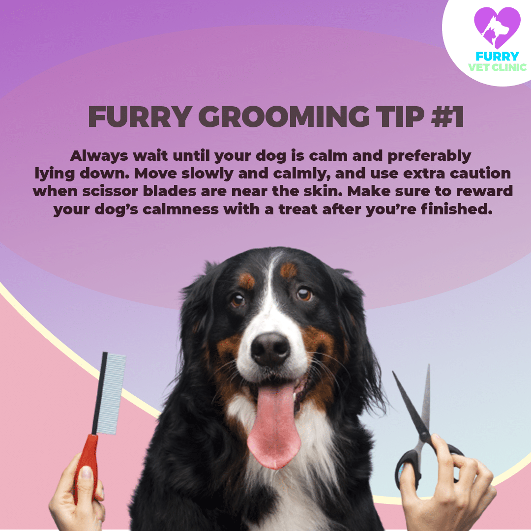 Veterinary marketing using Instagram