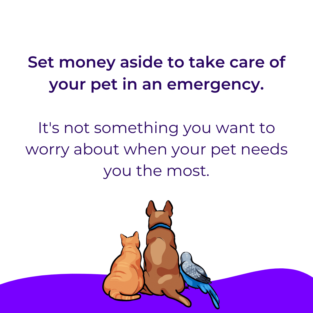 Promote pet insurance using Vetstoria's Content Packs