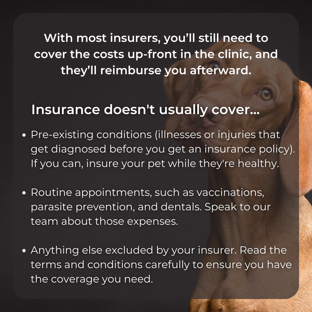 Promote pet insurance using Vetstoria's Content Packs