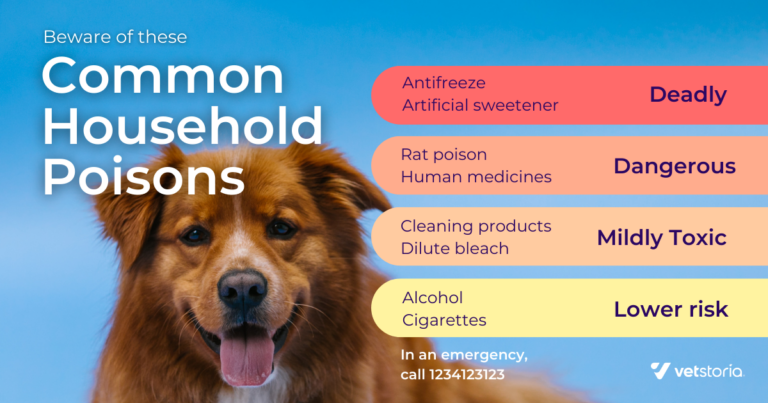 How to do veterinary marketing during pet poison awareness month