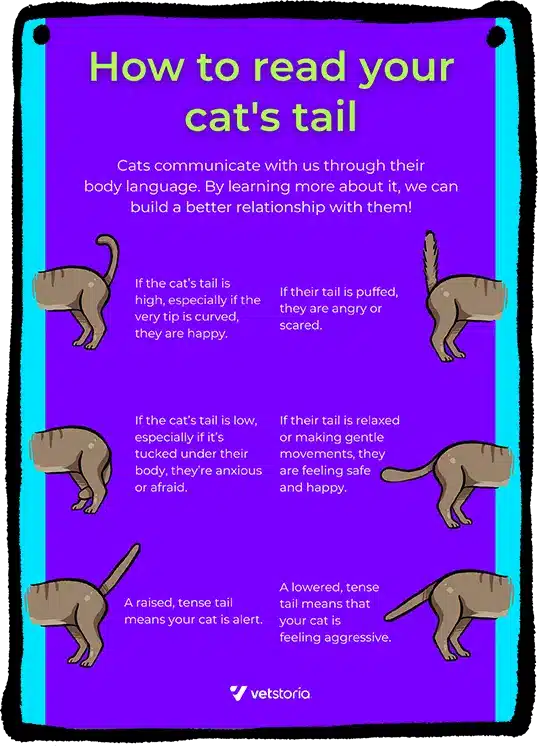 Understanding Pet Body Language - Vetstoria Content Packs